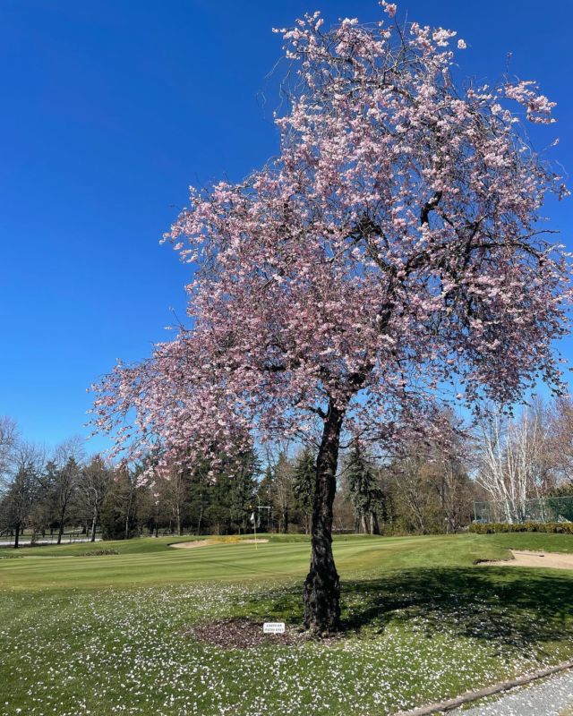 Gallery - Westfield Country Club